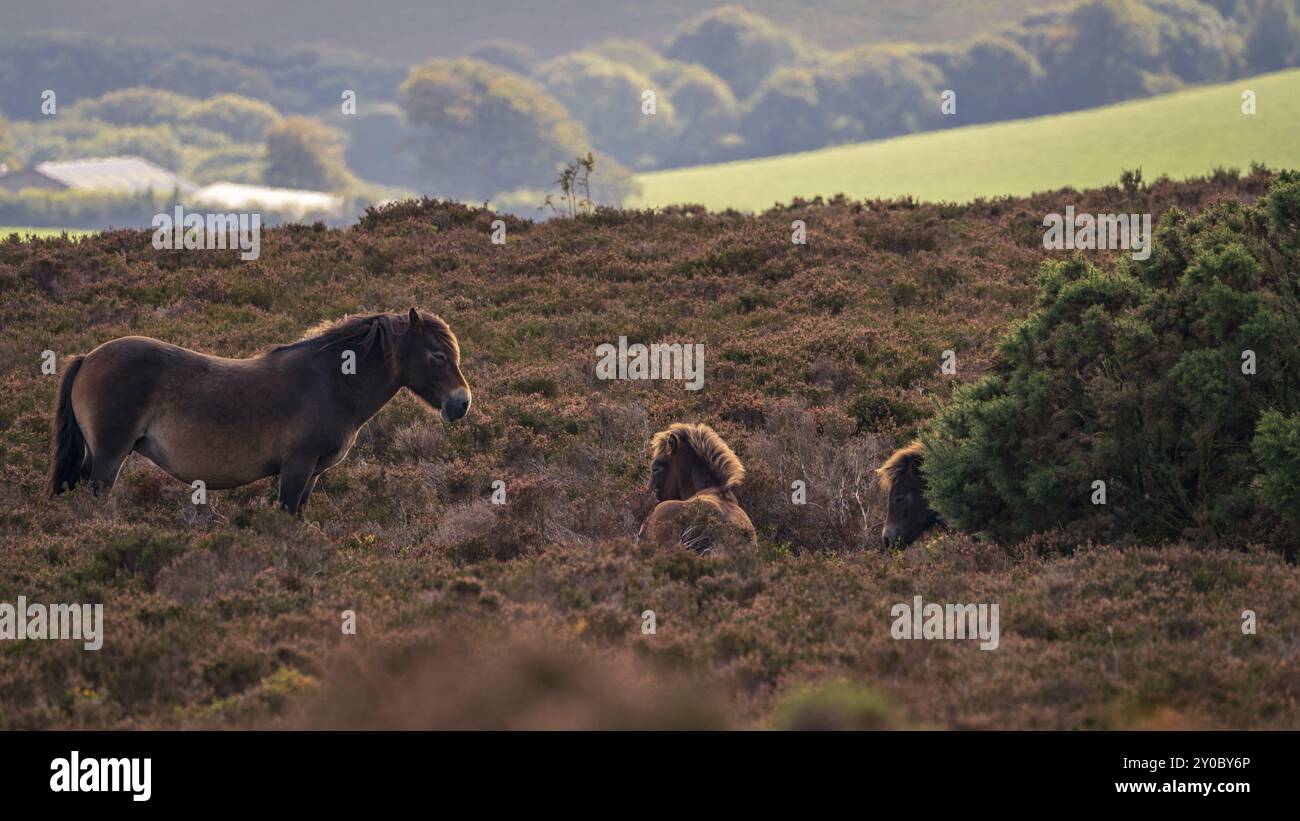 Wild Exmoor Ponies, seen on Porlock Hill in Somerset, England, UK Stock ...