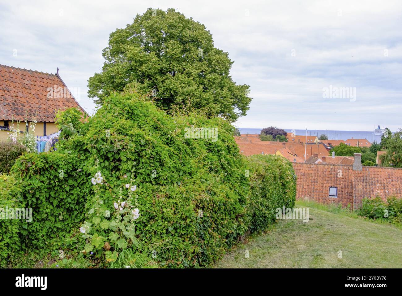 Rich green hedge and trees in front of traditional house roofs and ...