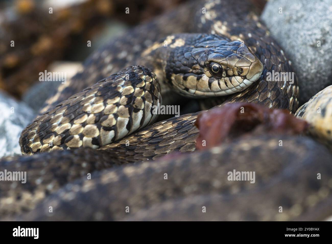 Coast garter snakes hi-res stock photography and images - Alamy