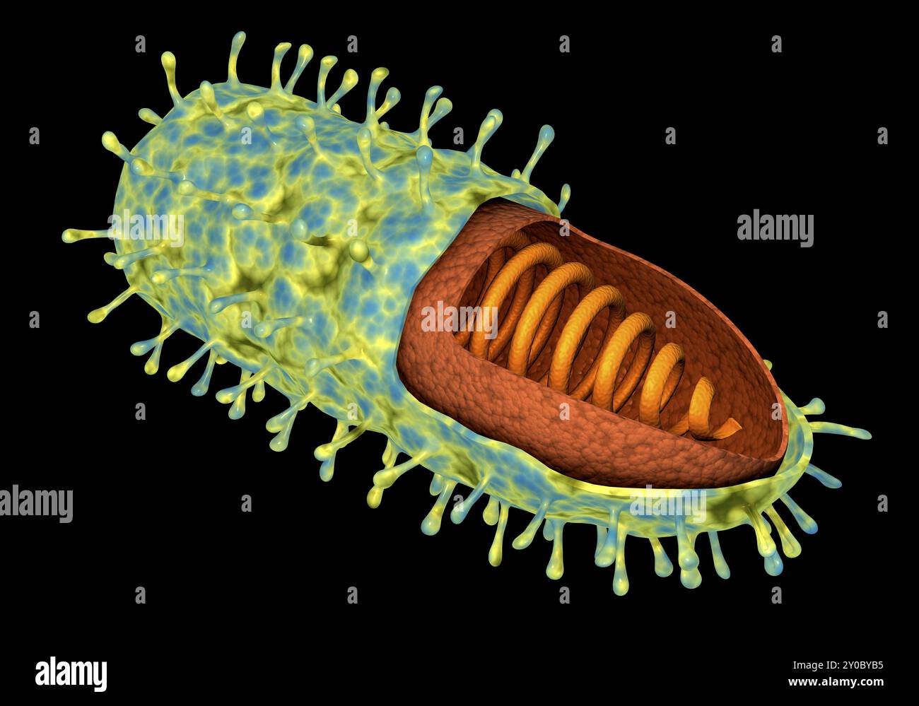 Rabies infection hi-res stock photography and images - Alamy