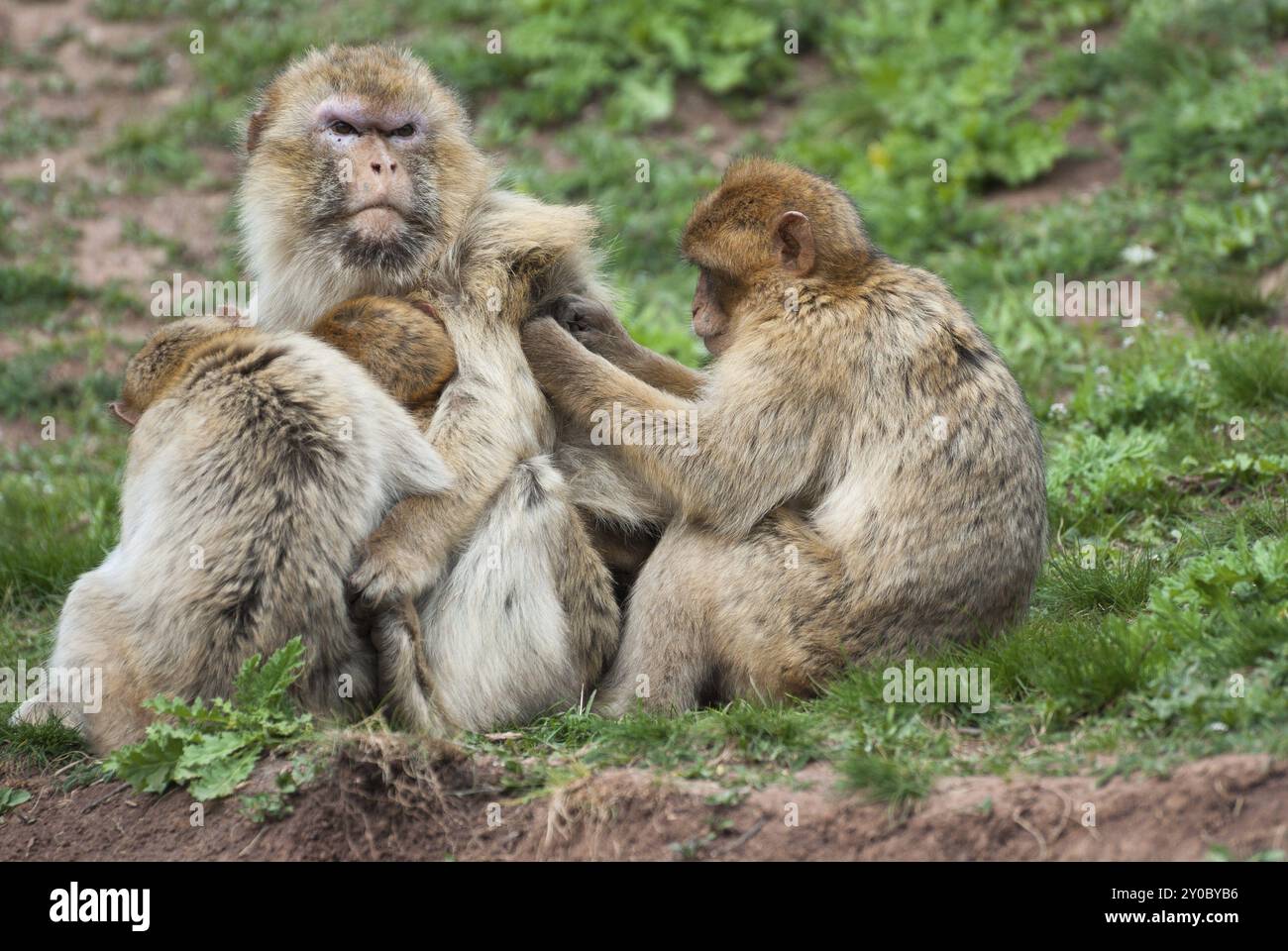 A group of Barbary macaques grooming their fur Stock Photo - Alamy