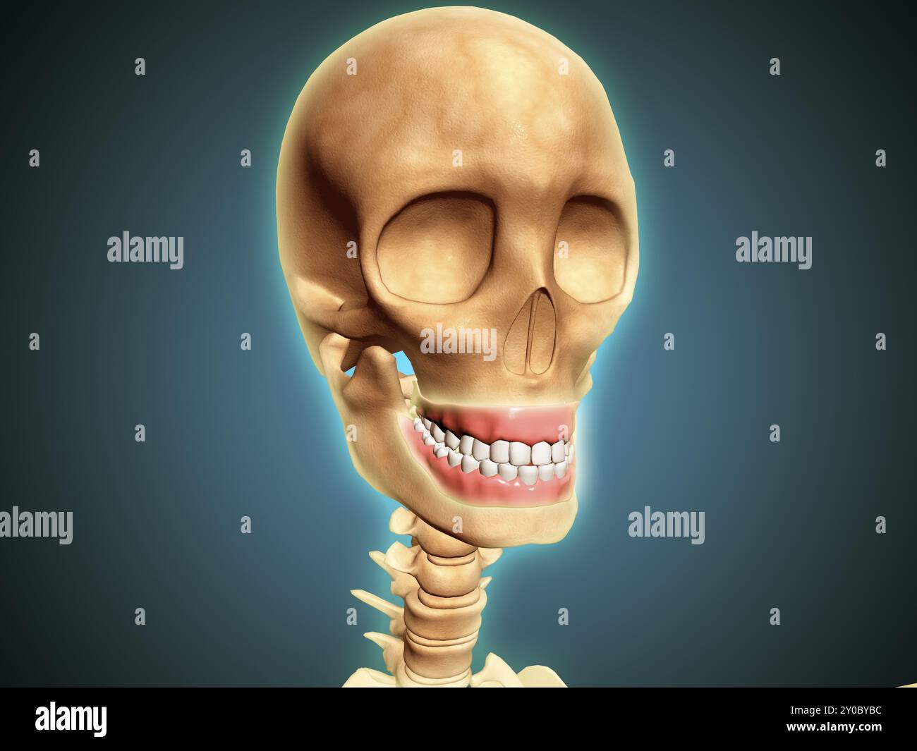 Human skeleton showing teeth and gums Stock Photo - Alamy