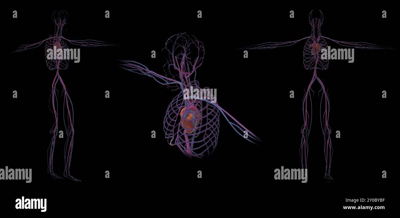 3d circulatory system hi-res stock photography and images - Alamy