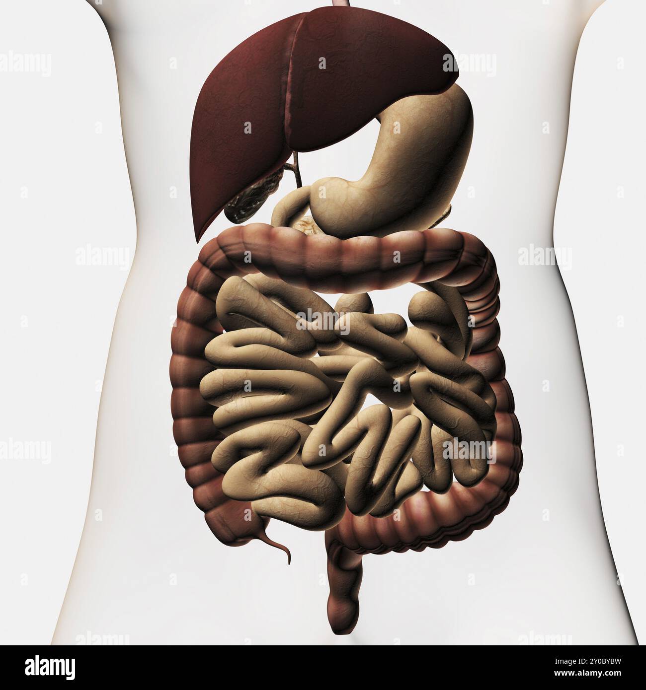 Female human digestive system organs hi-res stock photography and ...
