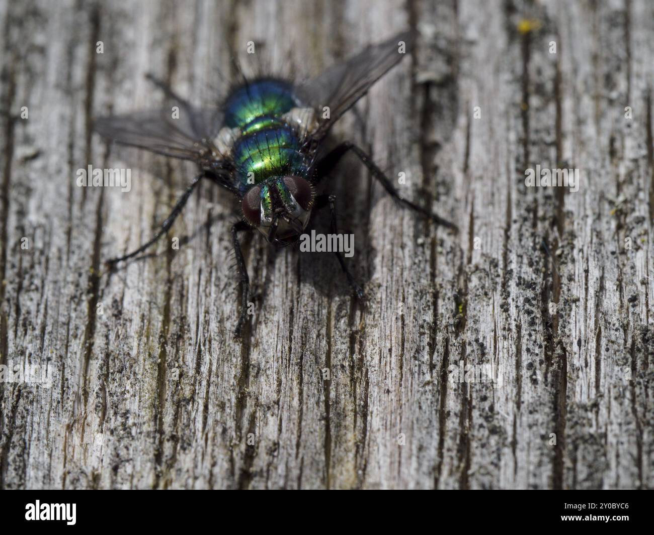 A gold fly sits on an old wooden beam in the sun Stock Photo - Alamy