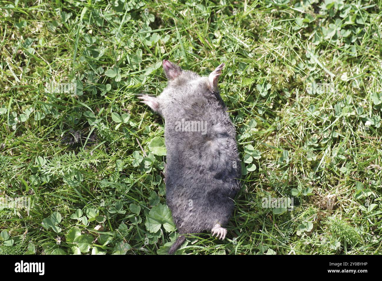 Mole (Talpa europaea), Carcass, A dead mole lying on its back in the ...