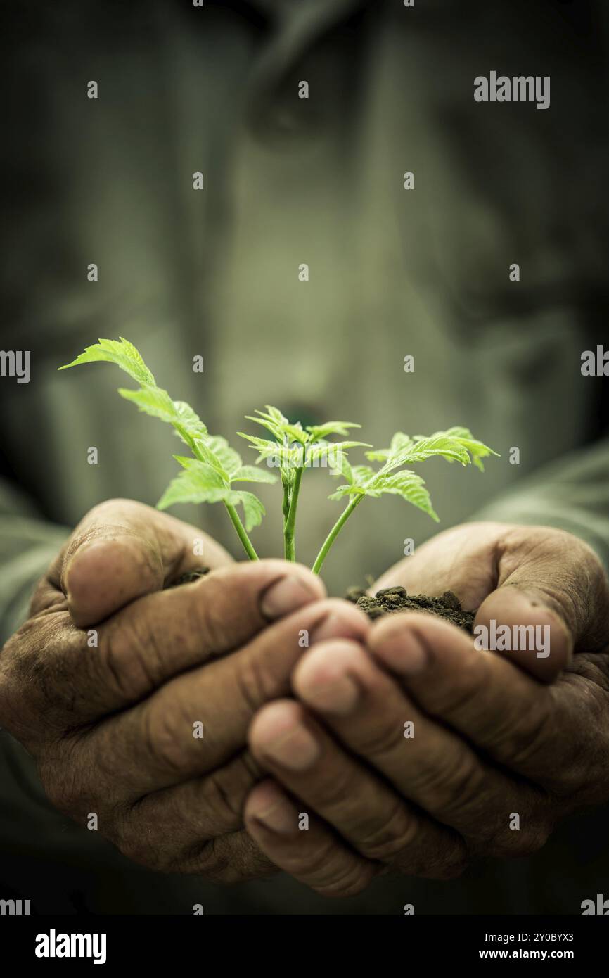Human hands holding young tree against grunge background. Ecology ...