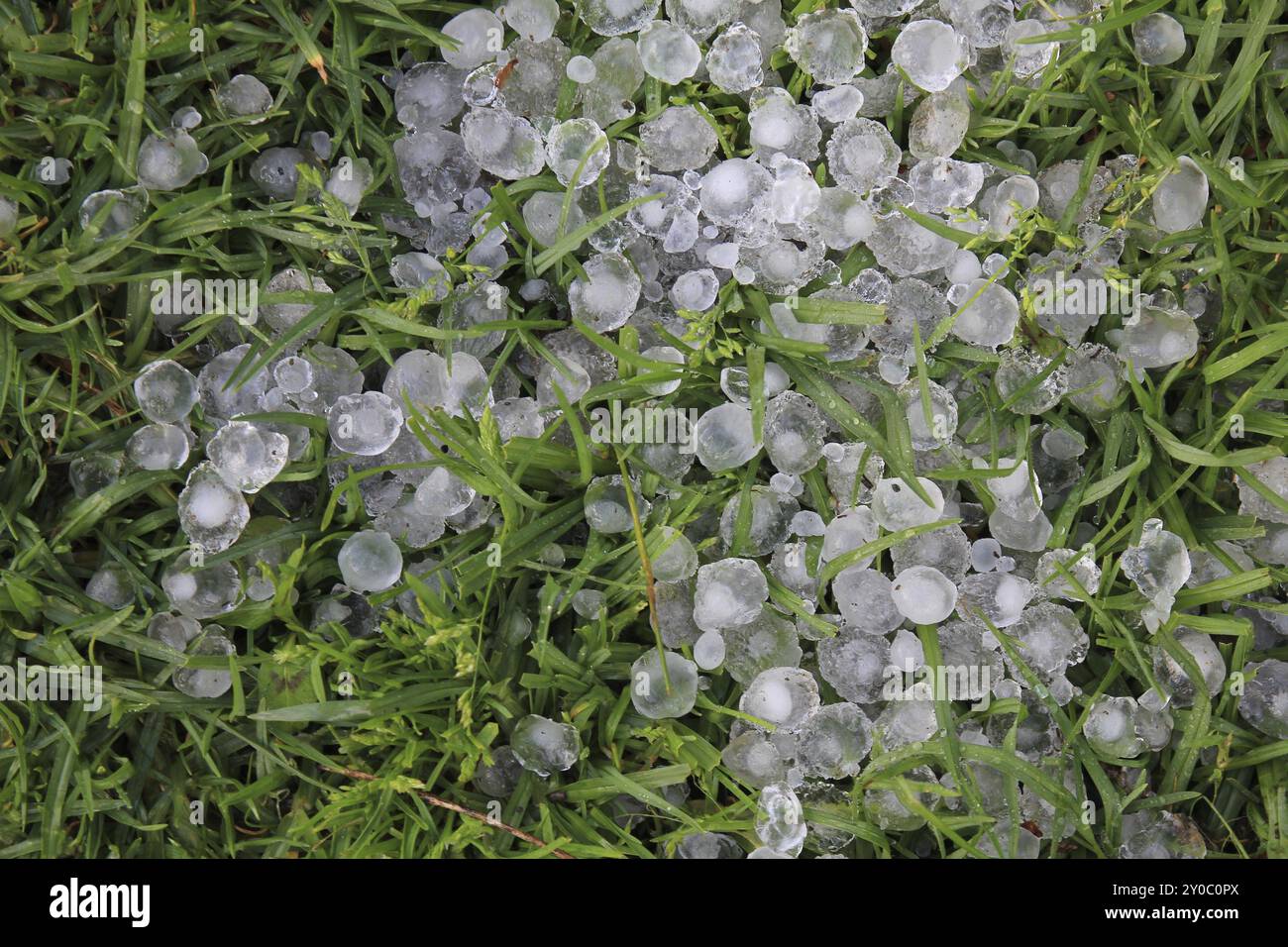 Large hail stones lying in the grass after a severe thunderstom Stock ...
