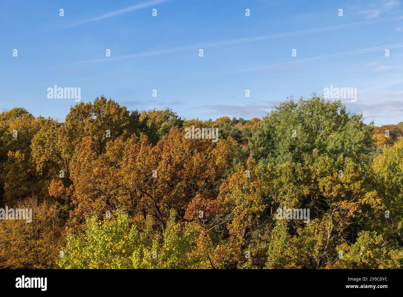 A forest with different trees in the autumn season , colorful foliage ...