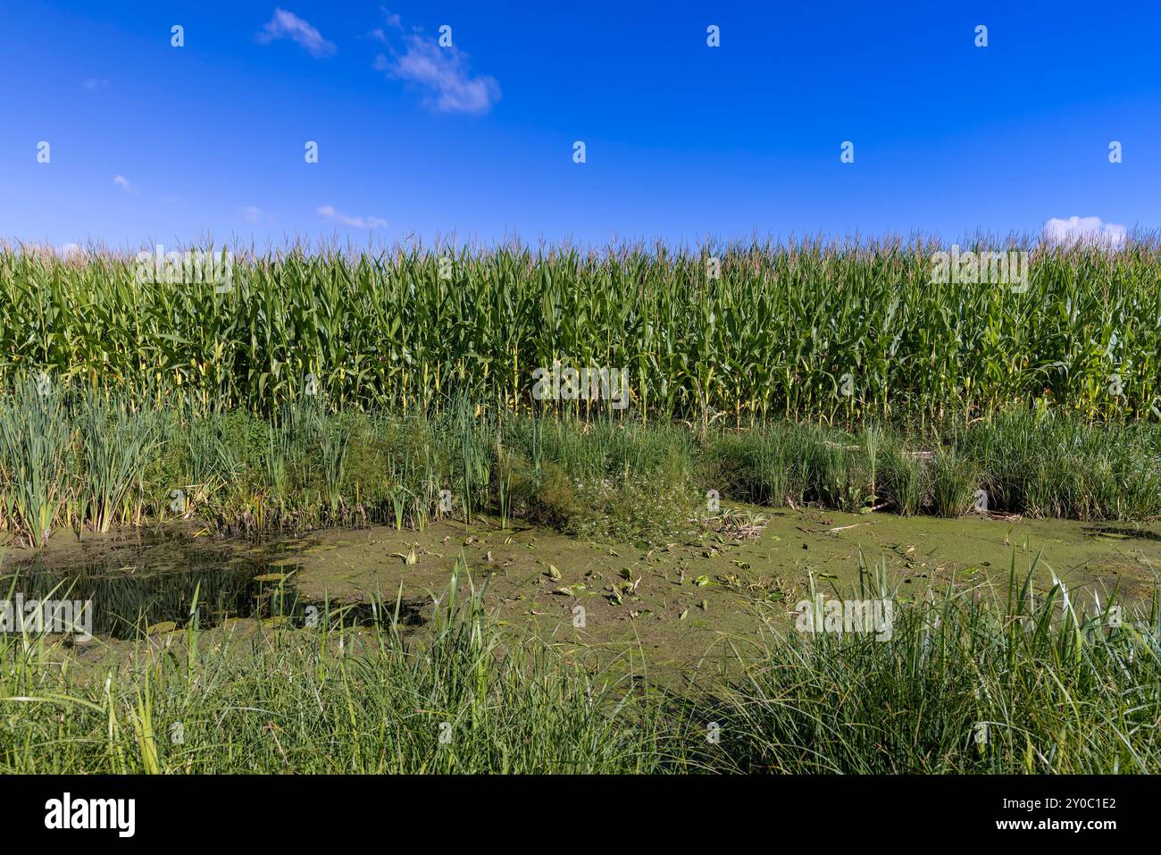 Green grass and swamp in the summer, green grass and other vegetation ...
