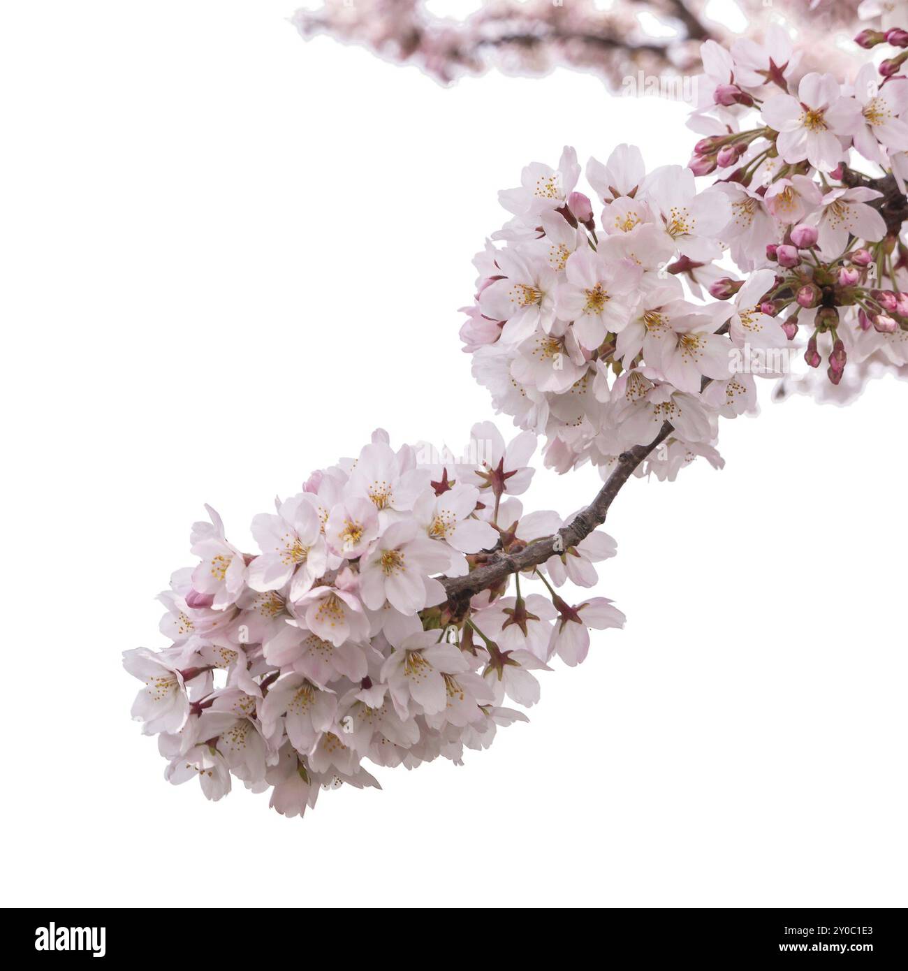 Spring cherry blossom Sakura flower isolated on white background with ...