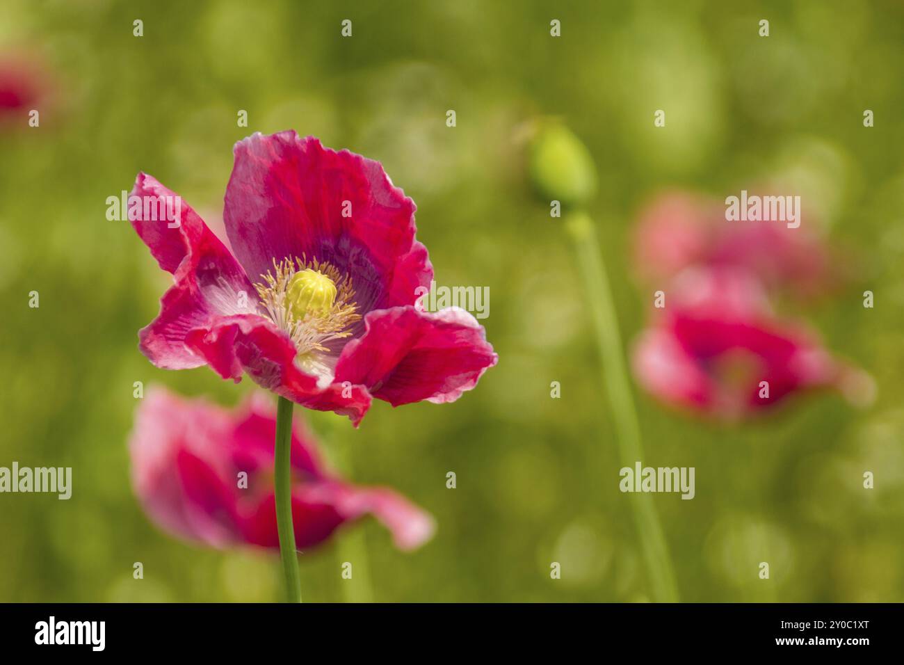 Opium poppy cultivation, opium poppy fields Stock Photo - Alamy