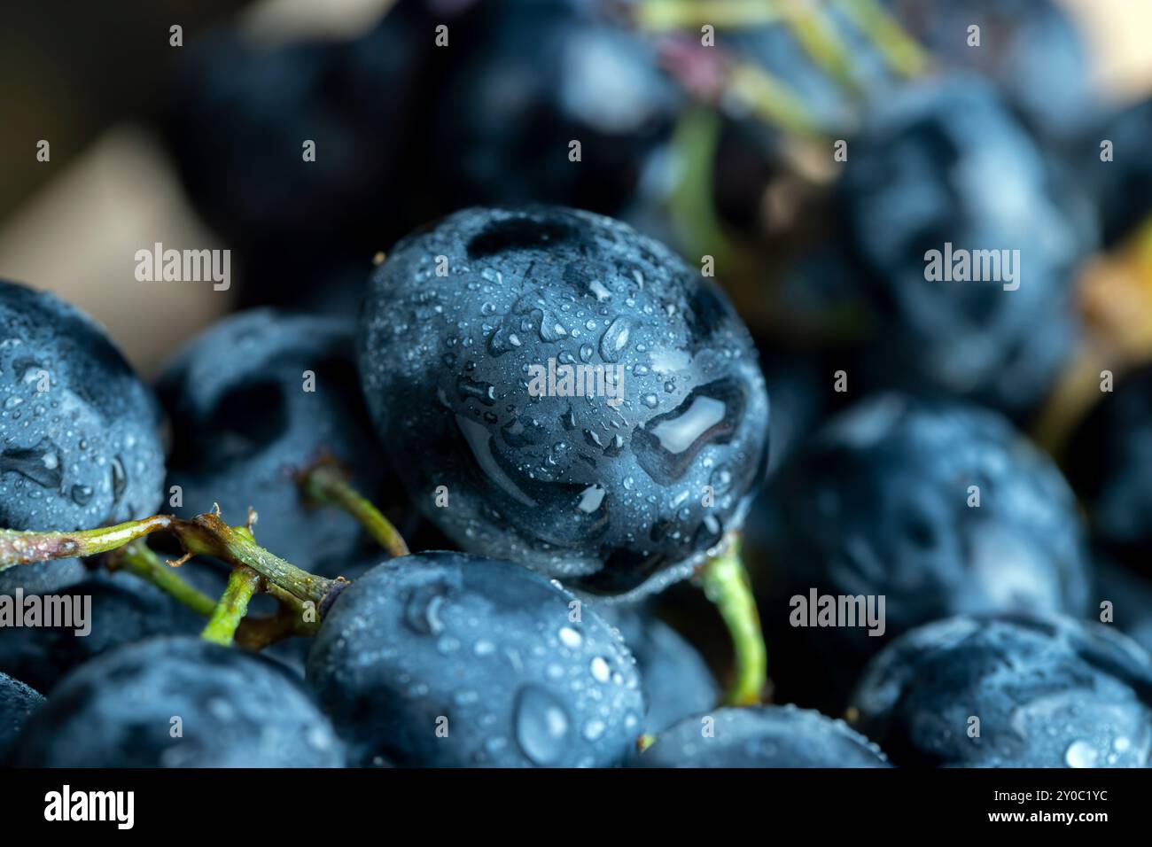 Fresh wet grapes of blue color, cooking using sweet fresh grapes, blue ...
