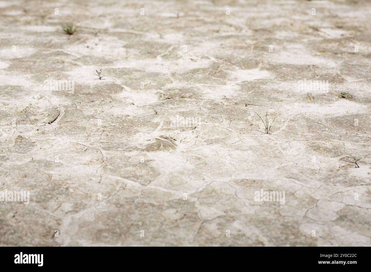 Dried out soil with a small plant Stock Photo - Alamy