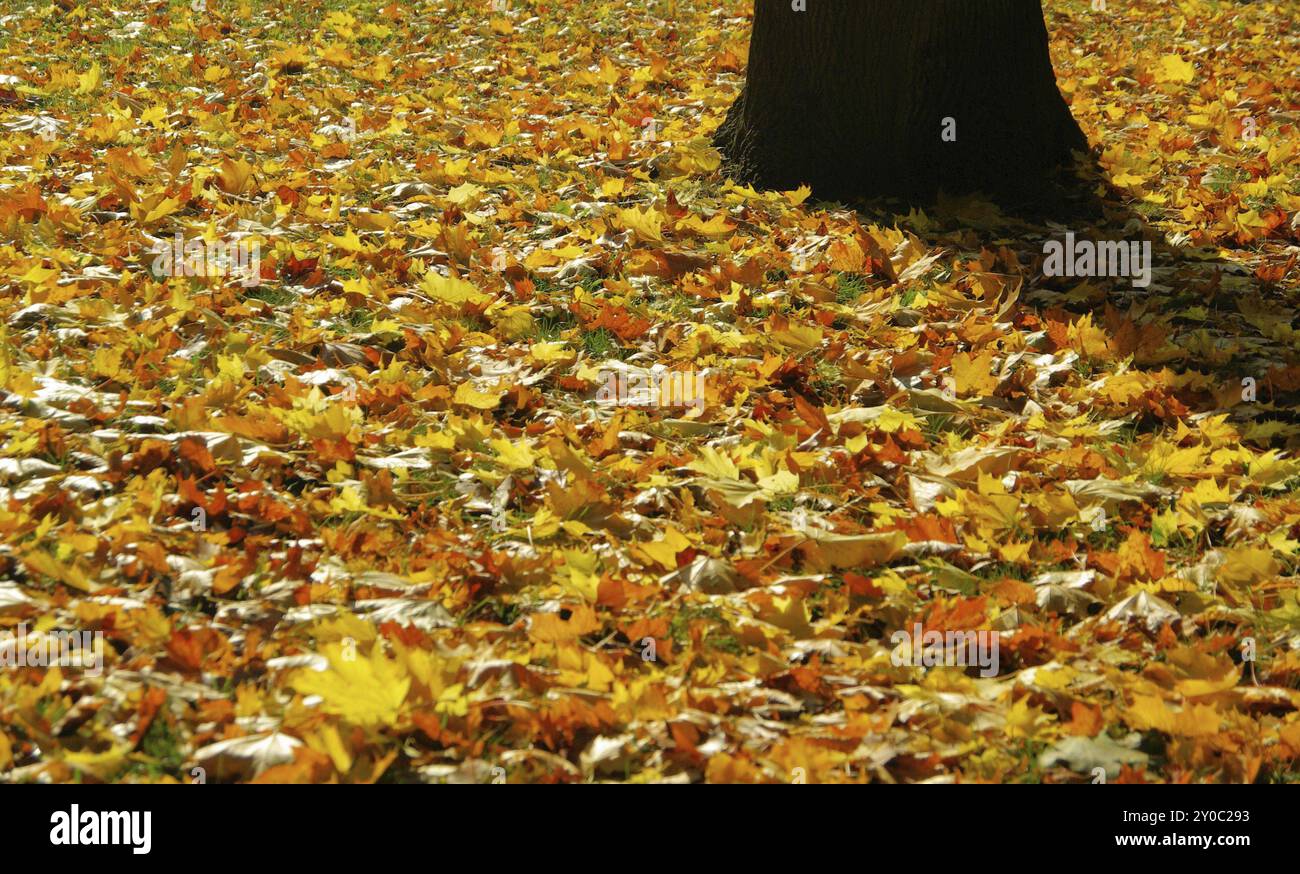Autumn foliage in a meadow, fall foliage in a meadow Stock Photo - Alamy