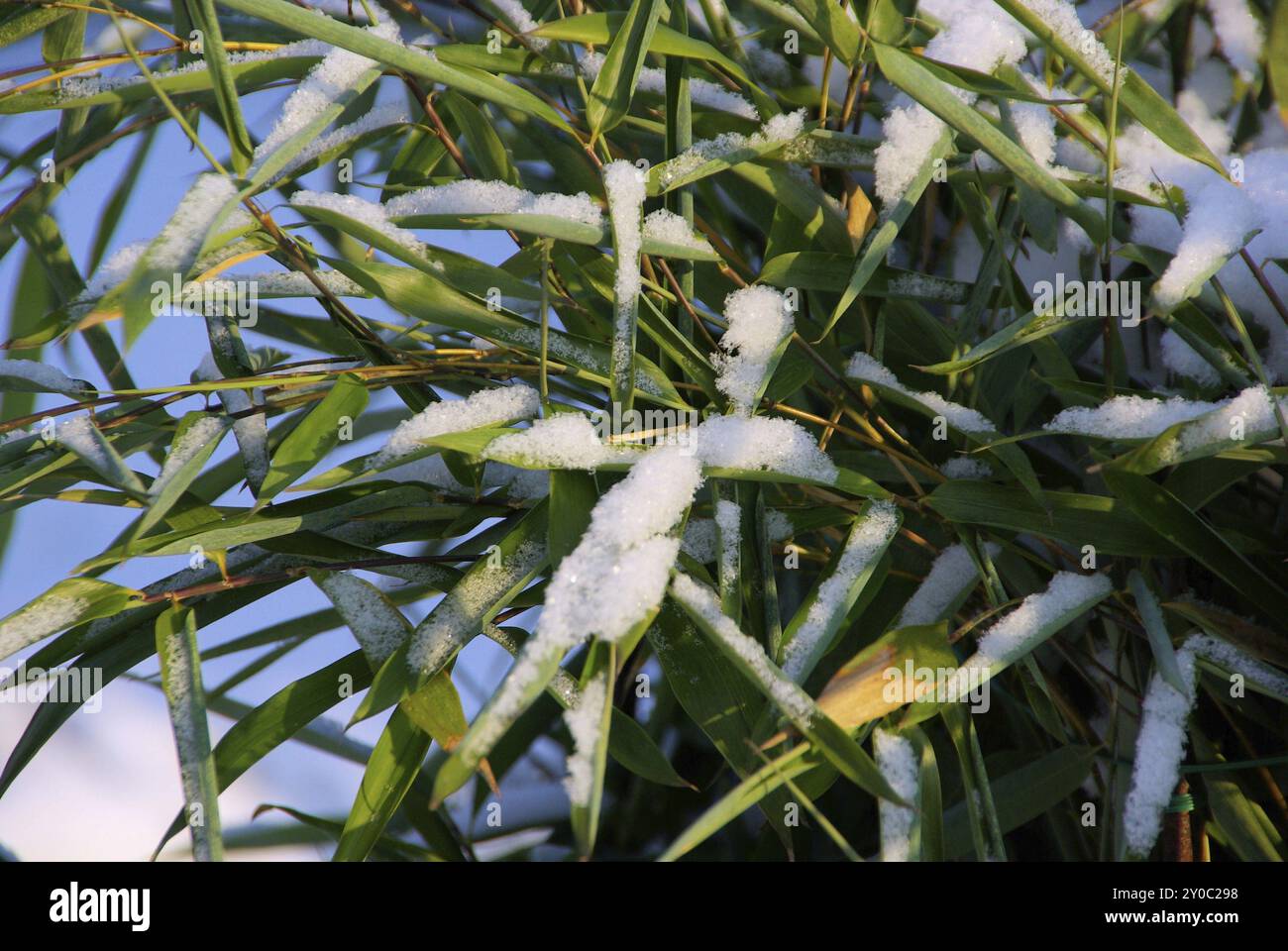 Bamboo in the snow, bamboo in snow Stock Photo - Alamy