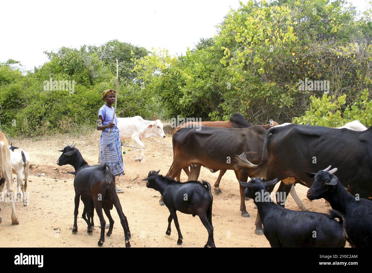 Shepherdess in nature hi-res stock photography and images - Alamy