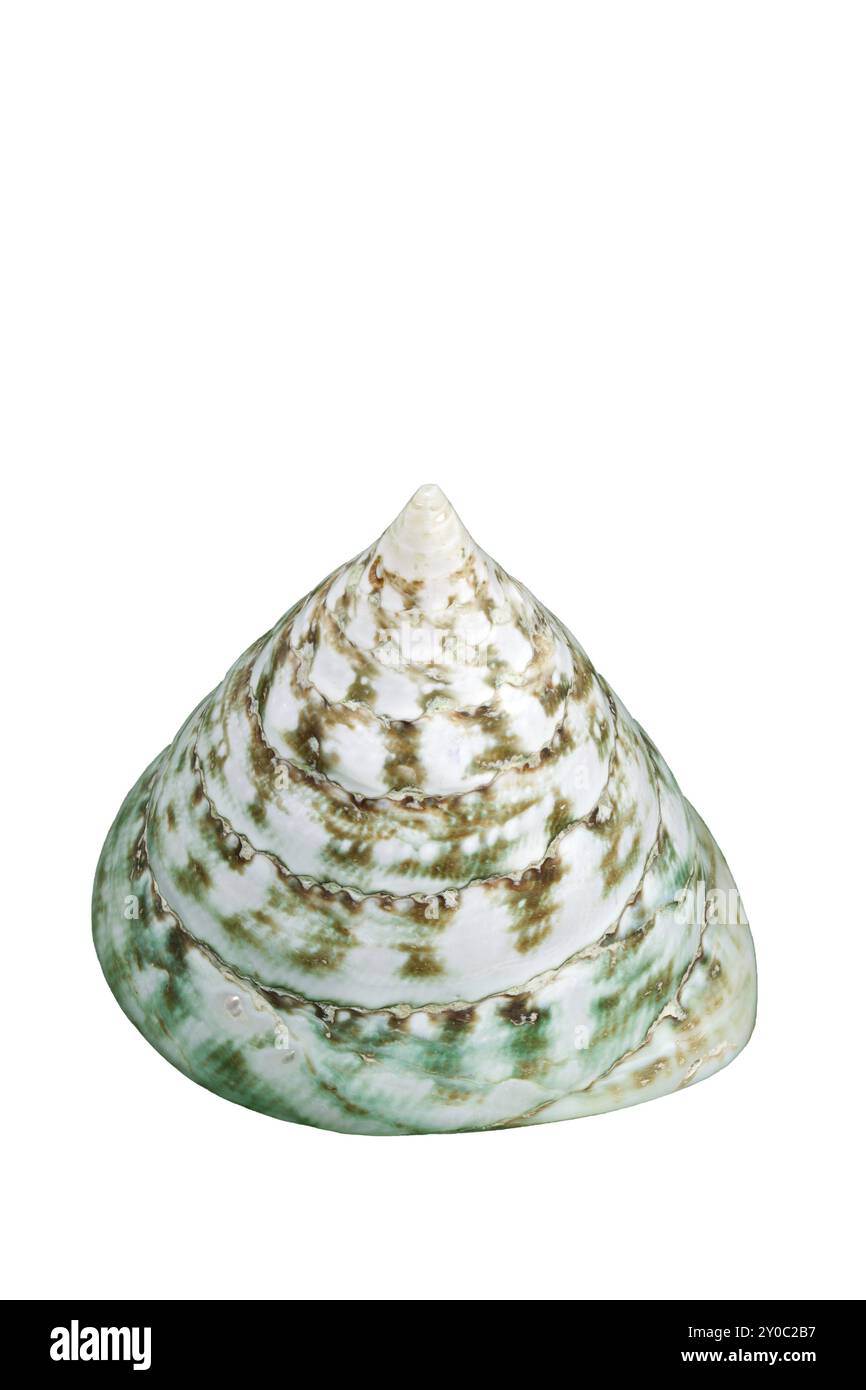 Single sea snail, cropped Stock Photo - Alamy