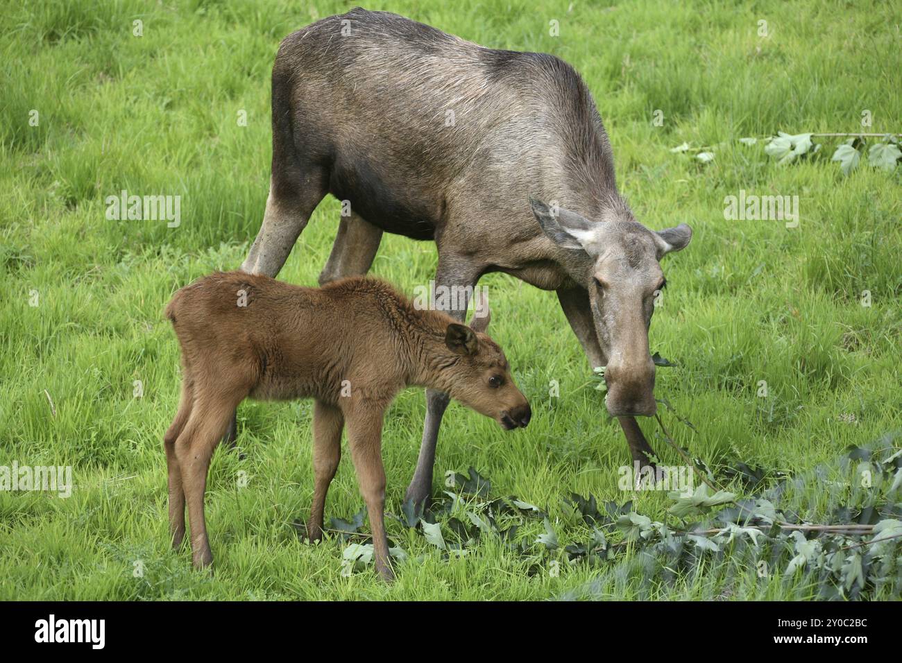 Calf with dam Stock Photo - Alamy
