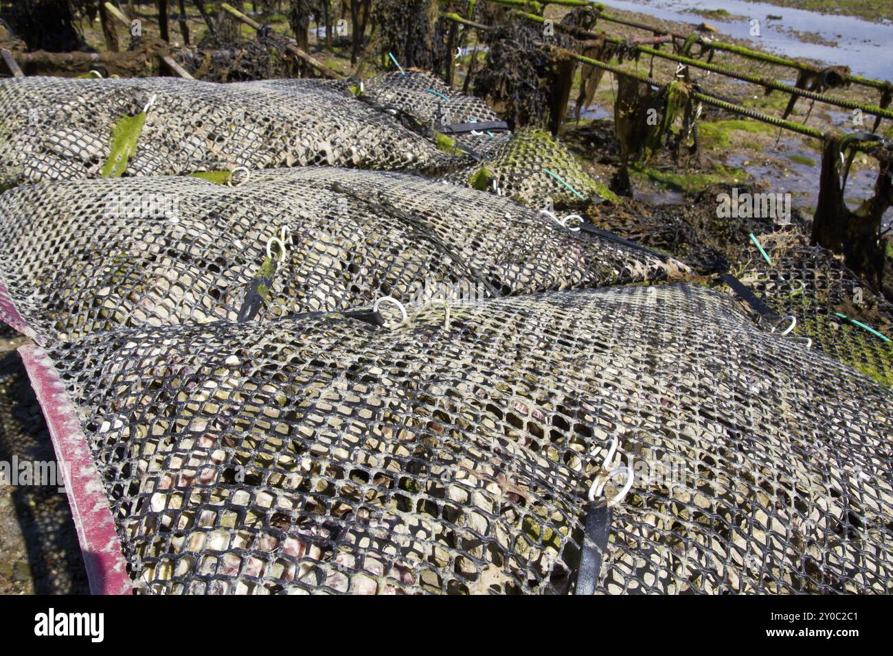 Oyster farm on the Channel Island of Jersey Stock Photo - Alamy