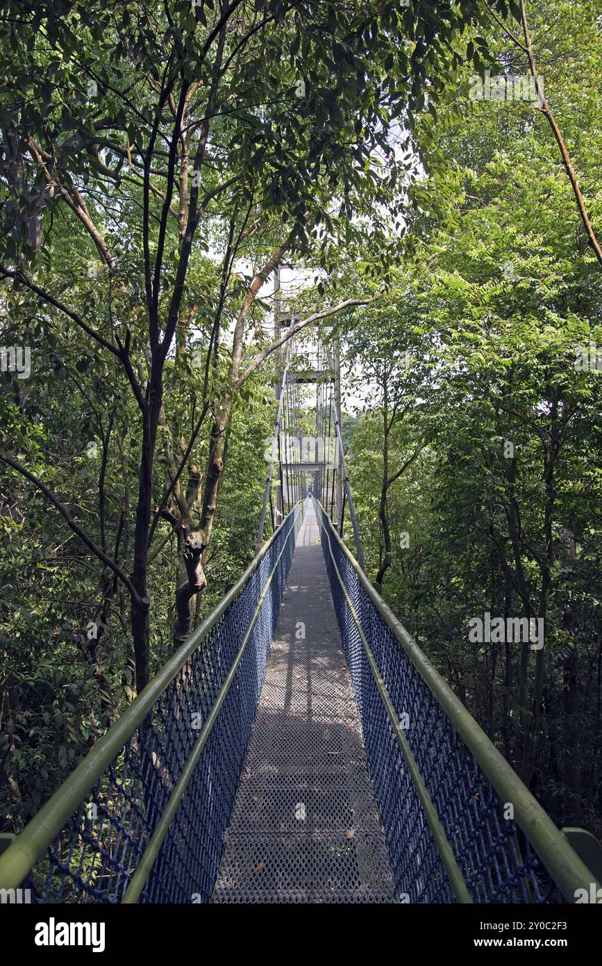 Canopy Walk Through the Rainforest Stock Photo - Alamy