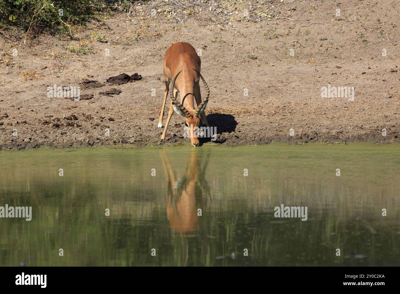 Impala drinking at the waterhole Stock Photo - Alamy