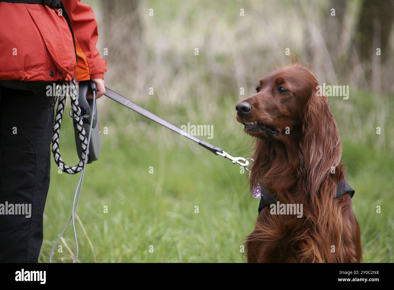 Irish Red Setter Stock Photo - Alamy