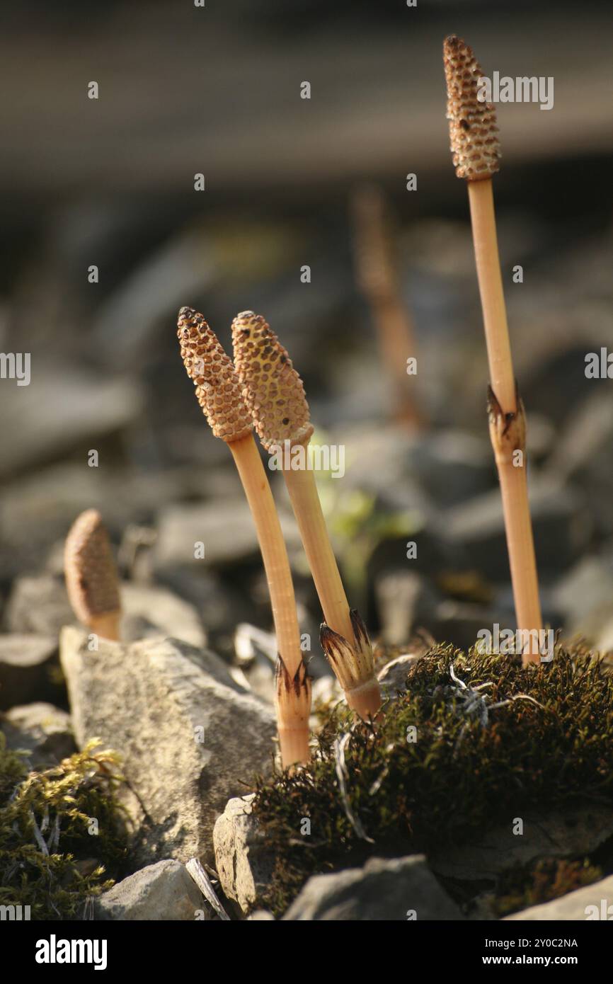 Spore ear of the field horsetail Stock Photo - Alamy