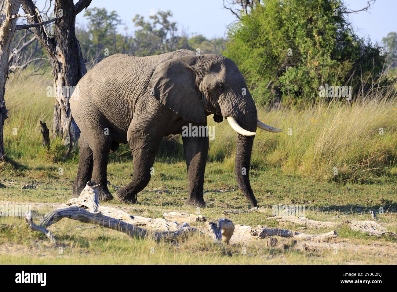 Bull elephant on dead tree island in the Moremi Game Reserve Stock ...