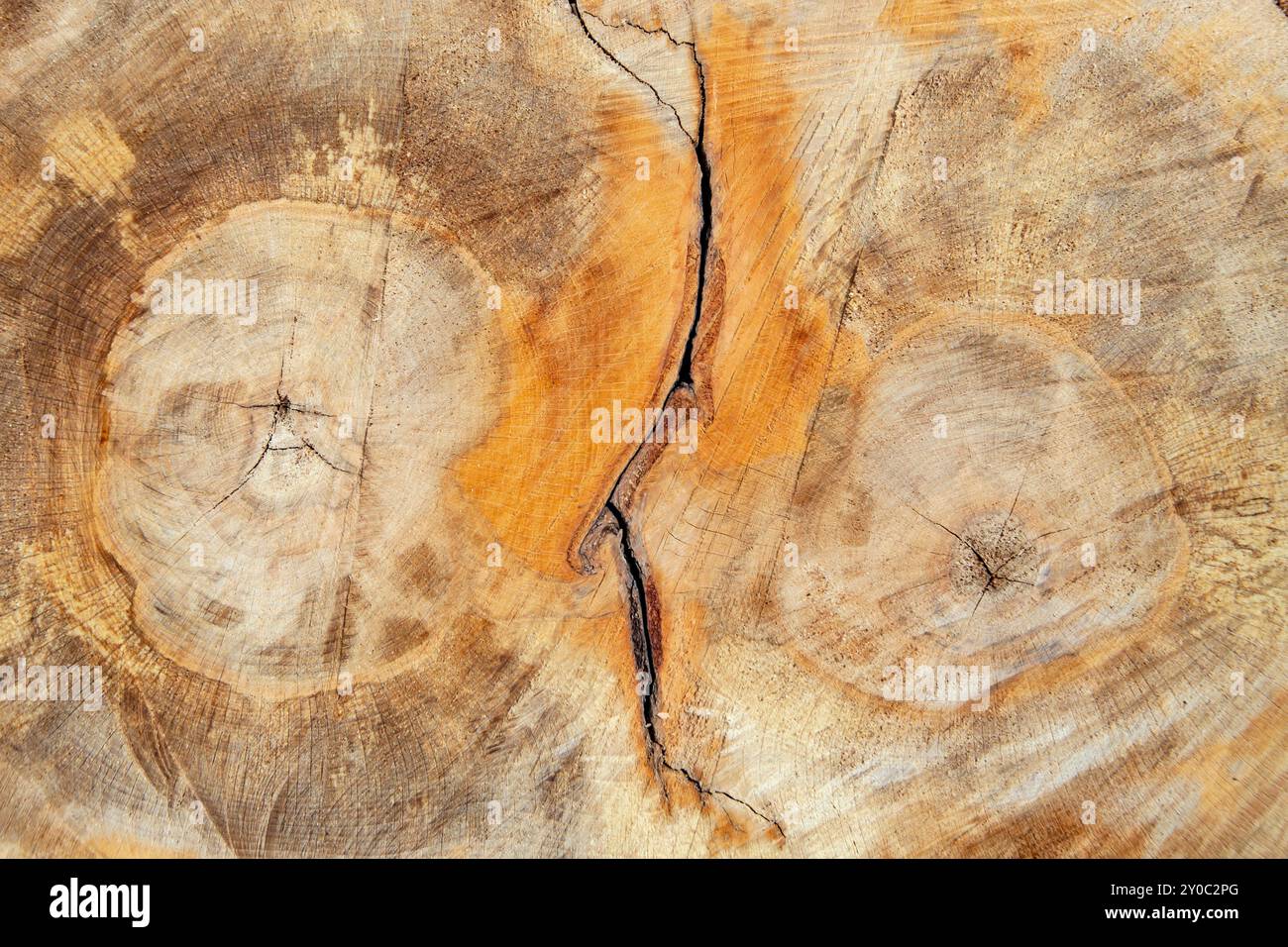 Wood cross section texture with chainsaw marks and a crack, abstract ...