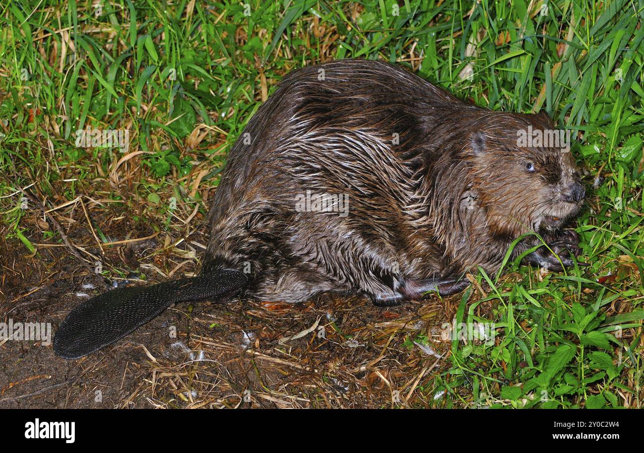 Beaver during a nocturnal search for food Stock Photo - Alamy