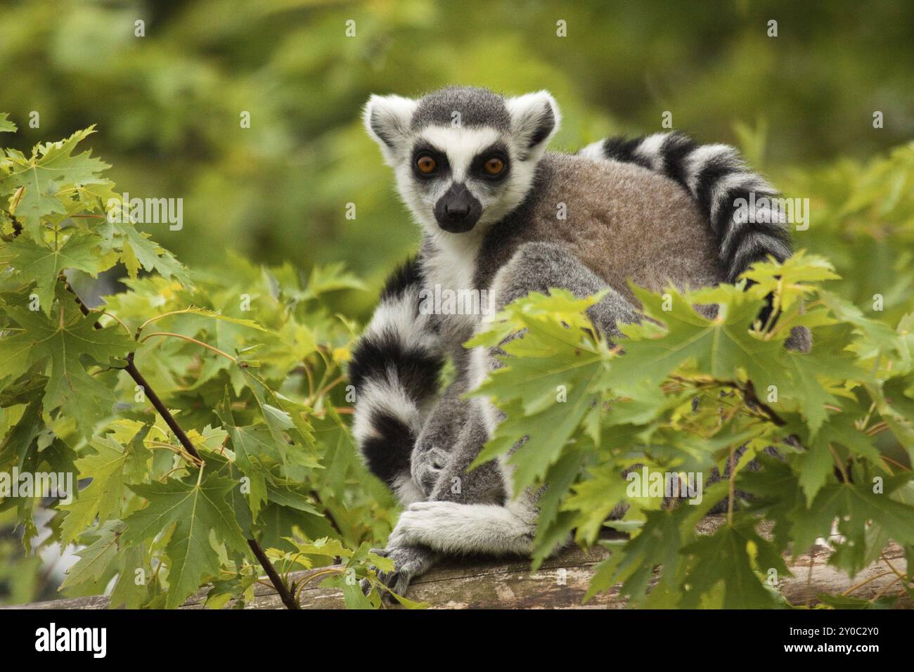 Katta im Baum Stock Photo - Alamy