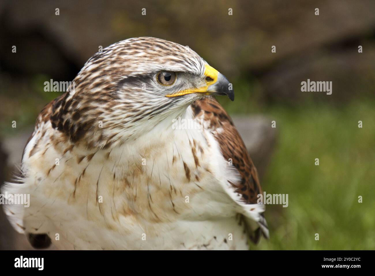Royal rough-legged buzzard or king buzzard Stock Photo - Alamy