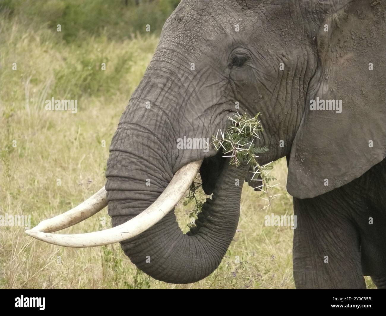 An Elephant eating branches and leaves of an Acia tree, covered in ...