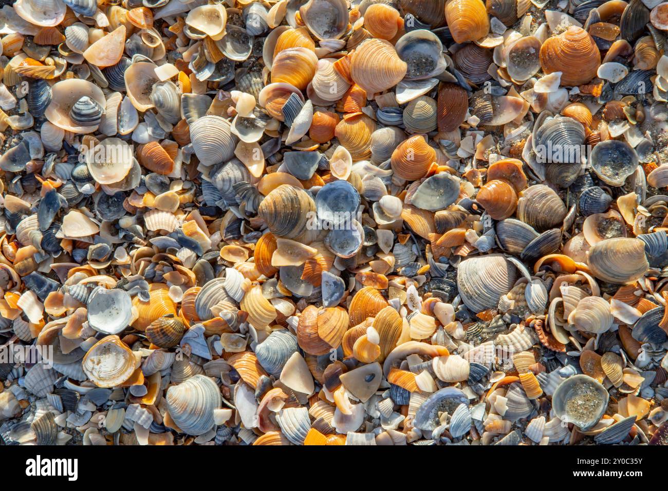 Crushed sea shells texture on a beach Stock Photo - Alamy