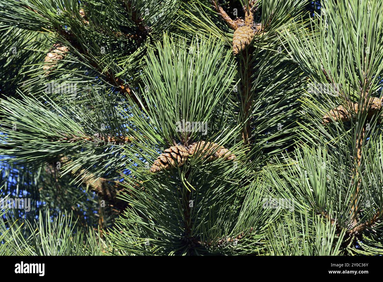 Pinus mugo. Needles and buds close up Stock Photo - Alamy