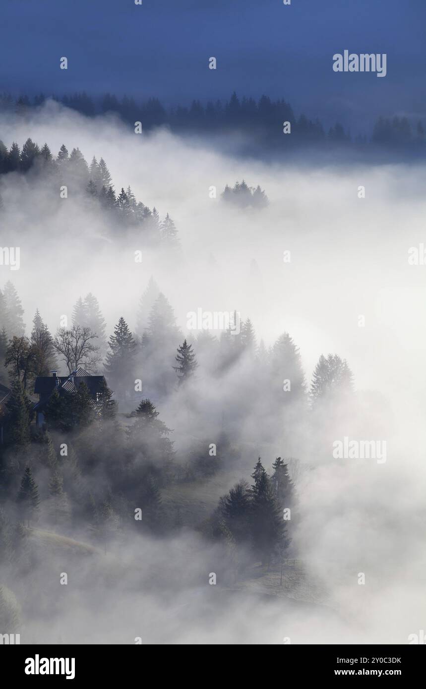 Alpine forest and meadows in sunrise fog, Germany, Europe Stock Photo ...