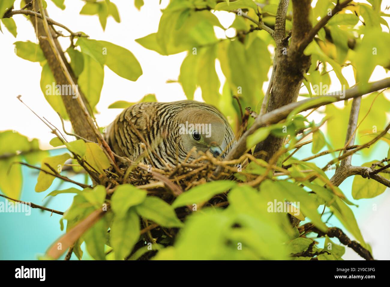 Female dove incubating eggs at its nest on a tree Stock Photo - Alamy