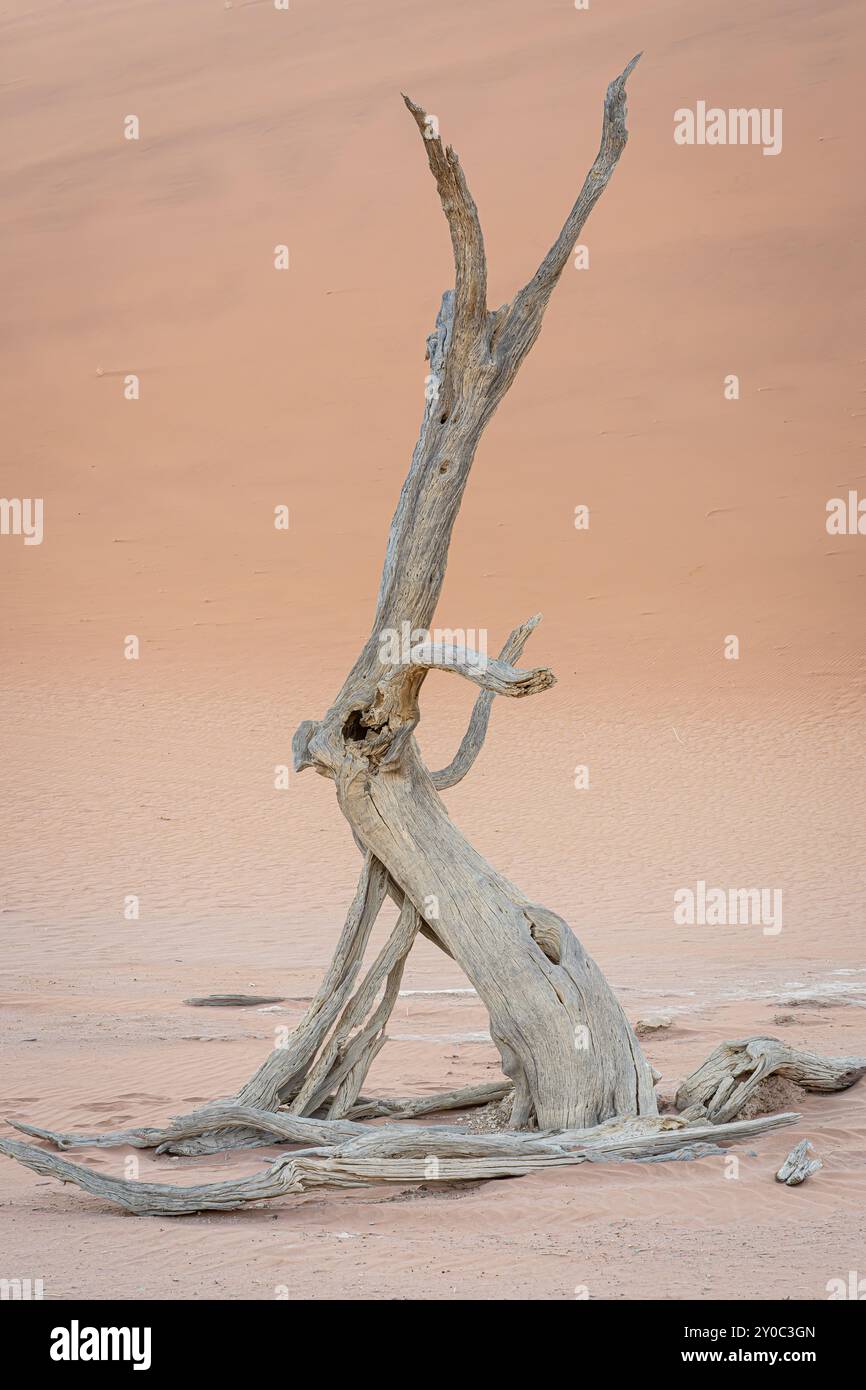 Deadvlei in Namibia is the site of 800 year-old skeleton trees Stock ...
