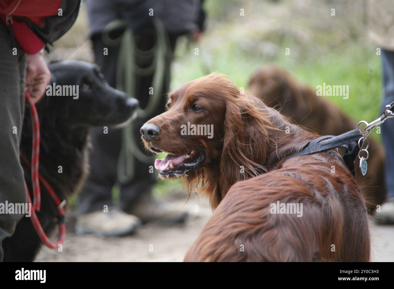Irish Red Setter Stock Photo - Alamy