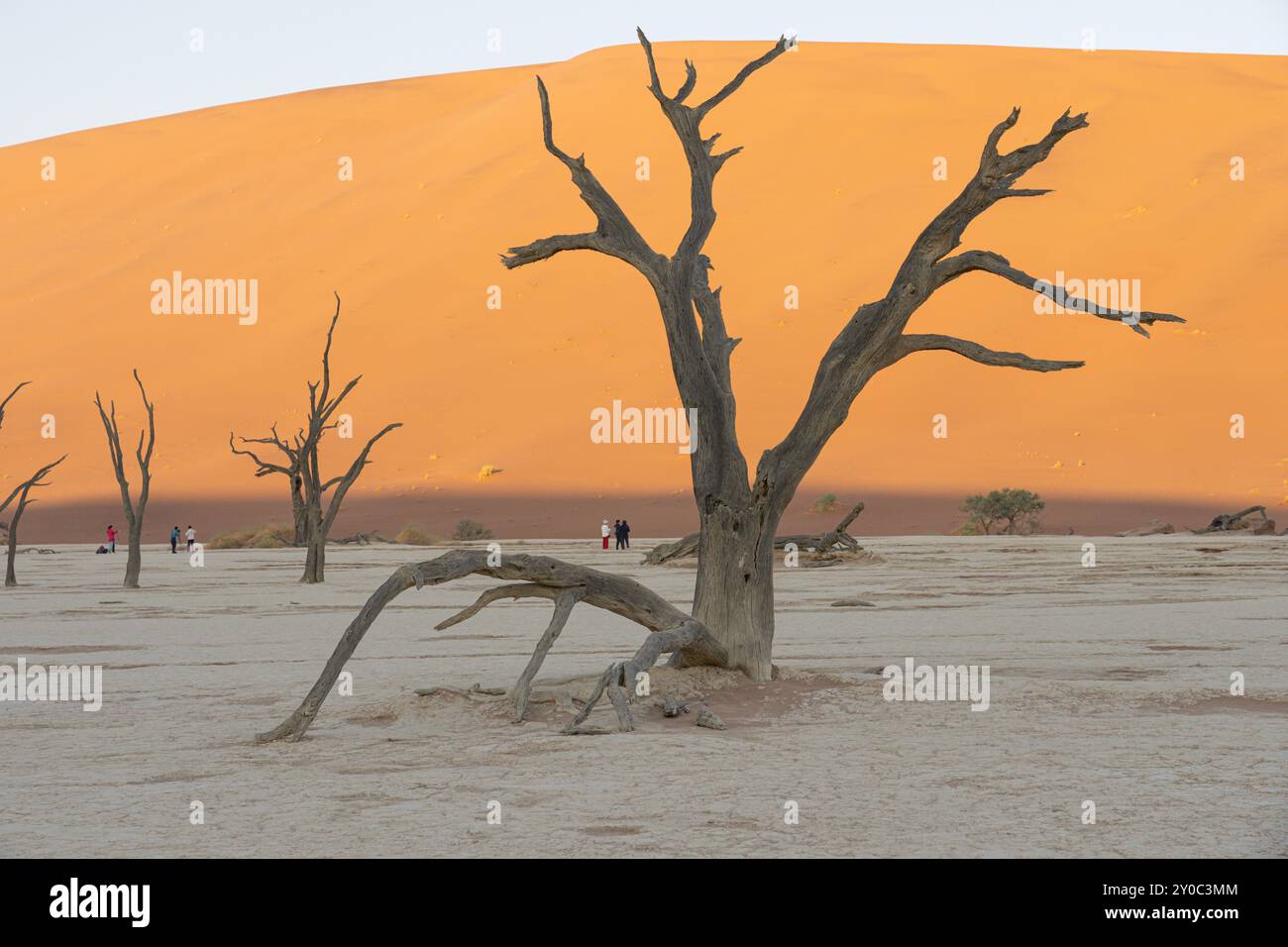 Deadvlei in Namibia is the site of 800 year-old skeleton trees Stock ...