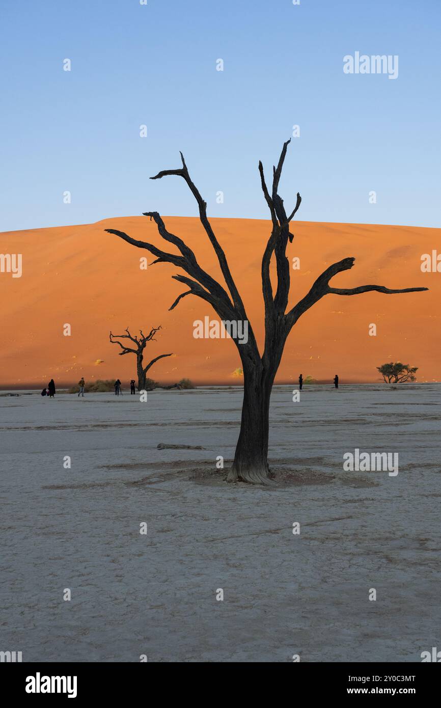 Deadvlei in Namibia is the site of 800 year-old skeleton trees Stock ...