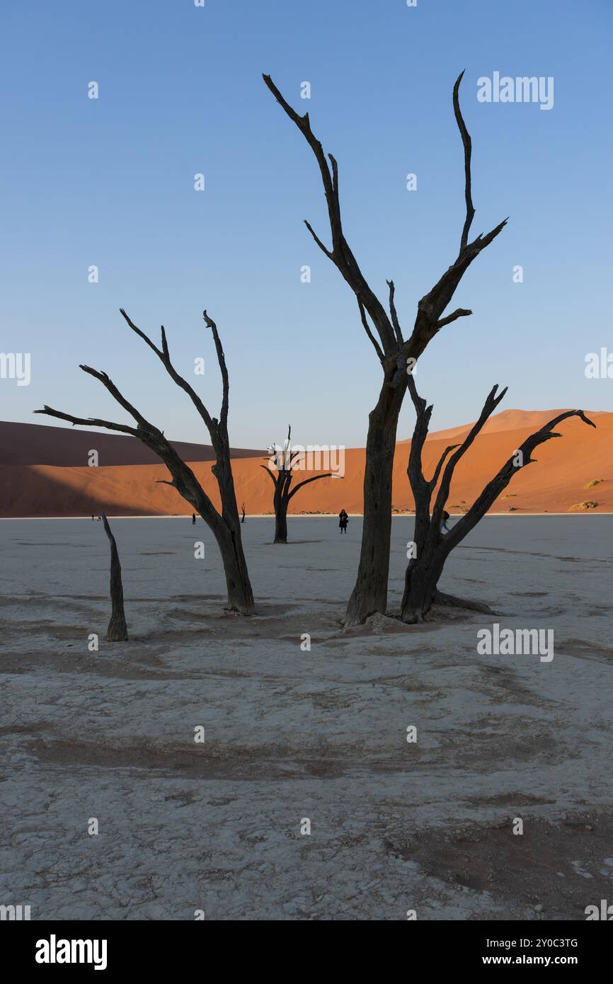 Deadvlei in Namibia is the site of 800 year-old skeleton trees Stock ...