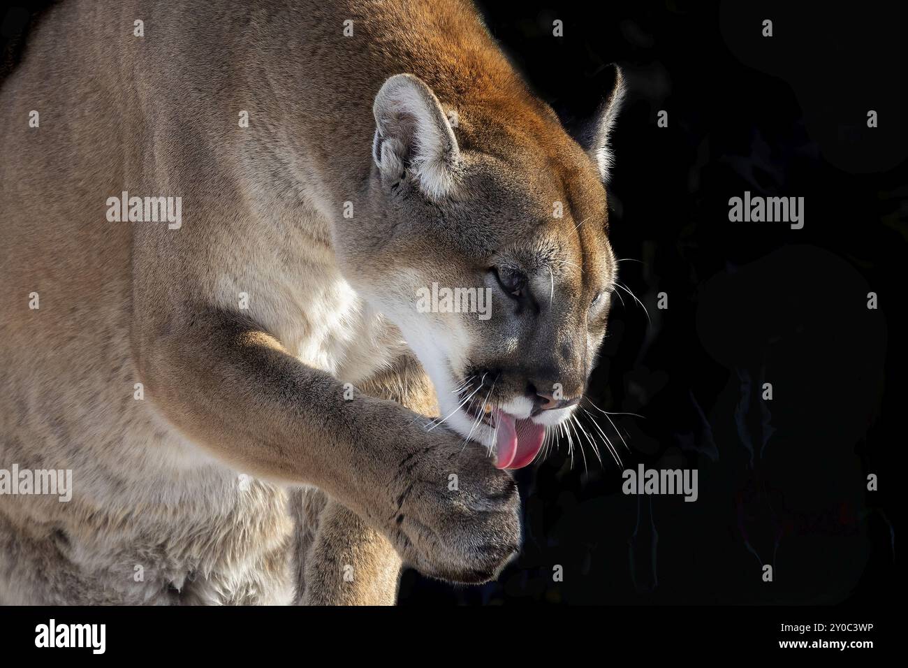 The cougar is native American animal known as catamount, mountain lion ...