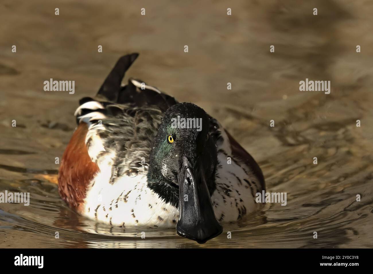 Male northern shoveler (Spatula clypeata), Duck with highly specialized ...