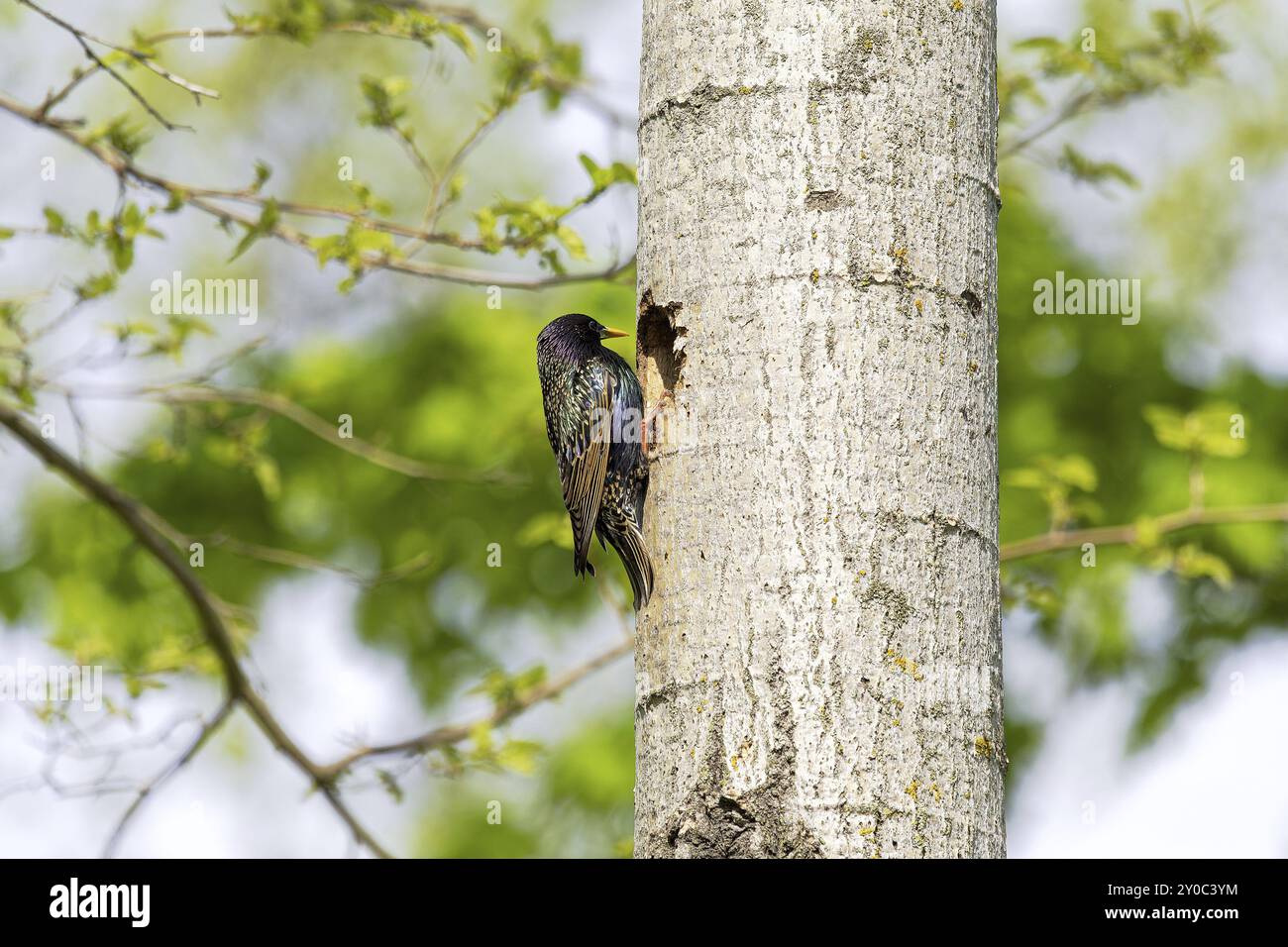 Natural scene from Wisconsin state park Stock Photo - Alamy