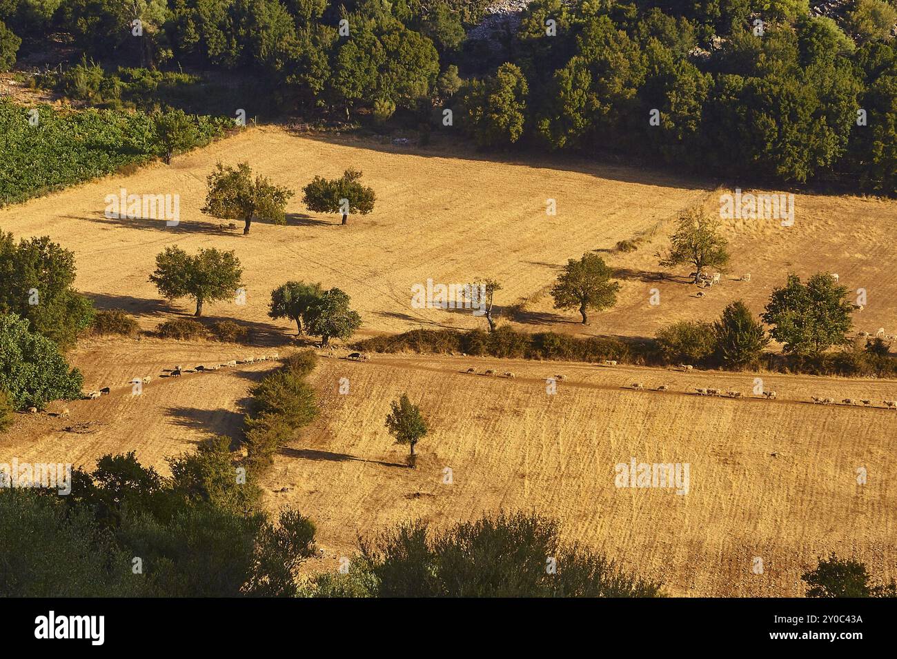 Golden fields with scattered trees in the summer light, creating long ...