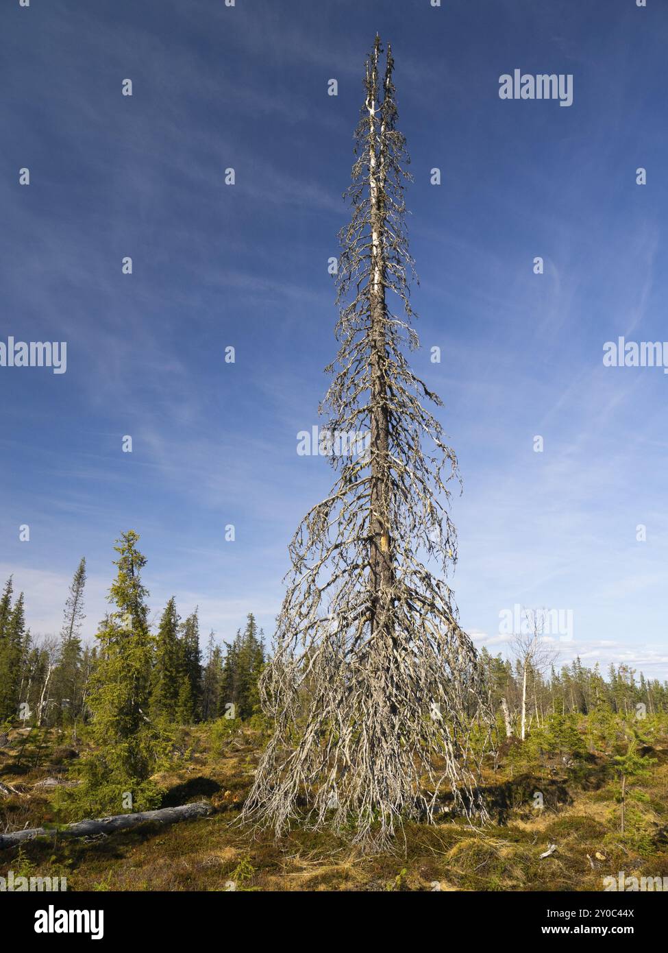 Norway Spruce (picea abies) dead tree among open forestry, May, Finnish ...