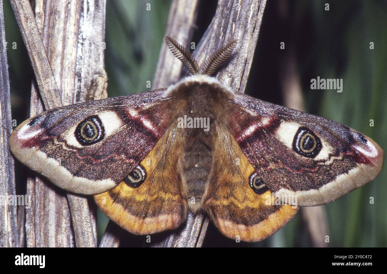 Small emperor moth, male, Saturnia pavonia, Small Emperor Moth, male ...