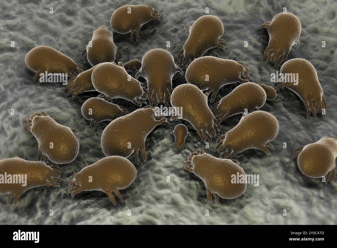 Dust mites hi-res stock photography and images - Alamy